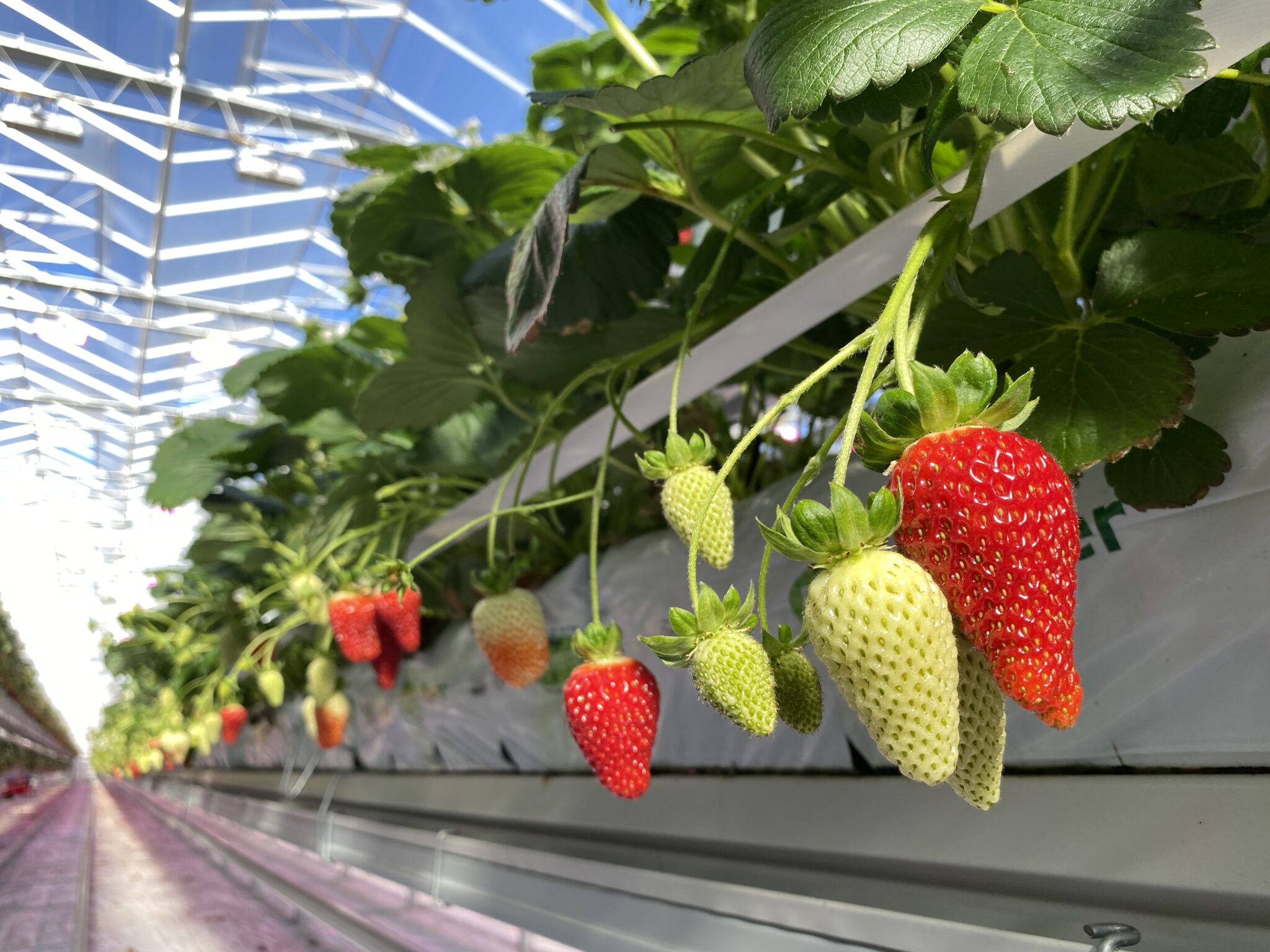 Year-Round Greenhouse Growing in Ontario | SEF®
